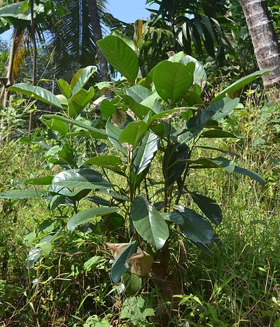 Ficus callosa - EcuRed
