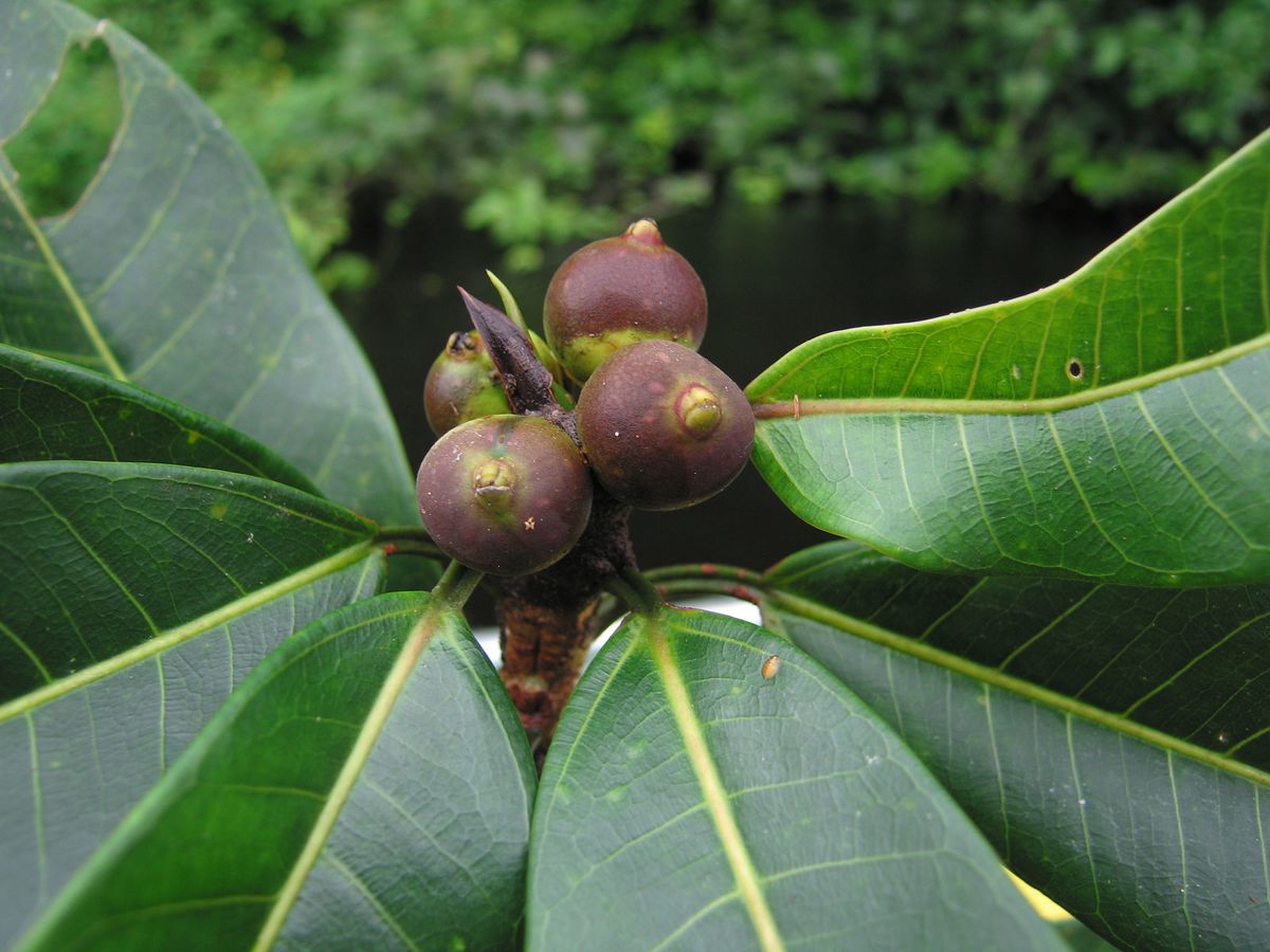 Ficus paraensis - EcuRed