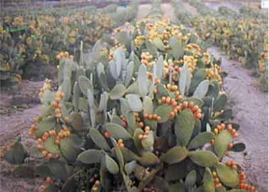 Nopal - EcuRed