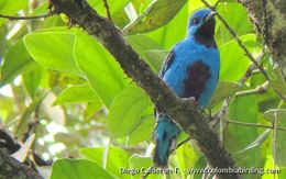 Cotinga nattererii - EcuRed