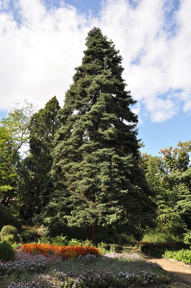 Abies pinsapo - EcuRed