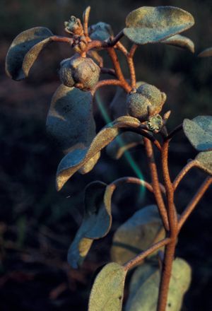 Croton punctatus - EcuRed