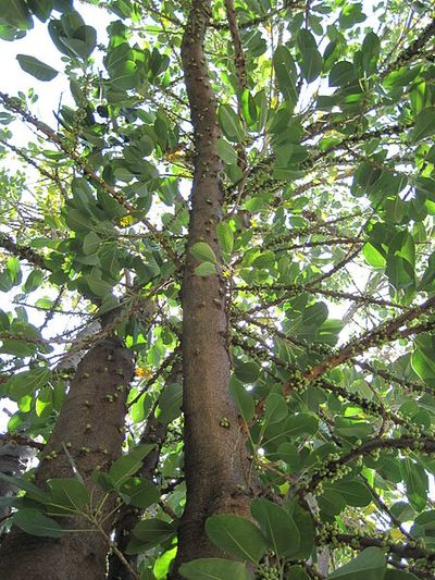 Ficus geniculata - EcuRed