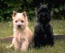 Terrier - EcuRed