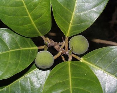 Ficus maxima - EcuRed