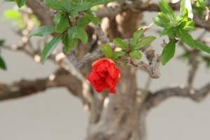 Granada (Punica granatum) - EcuRed