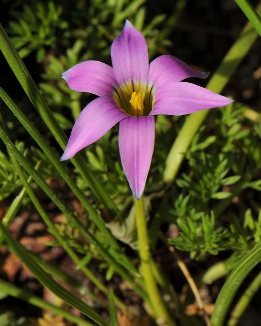 Romulea rosea - EcuRed