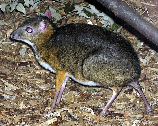 Tragulus javanicus - EcuRed