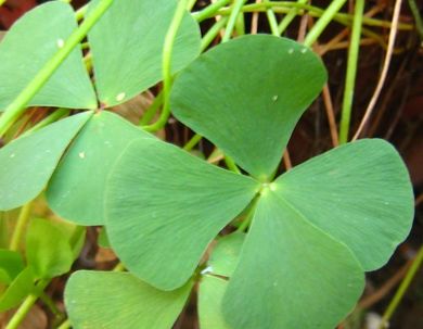 Marsilea quadrifolia - EcuRed