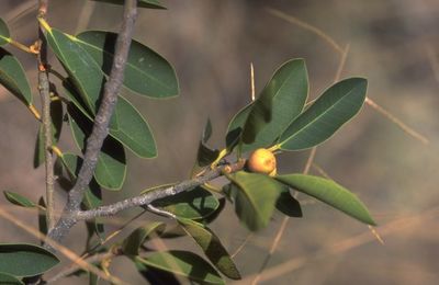 Ficus menabeensis - EcuRed