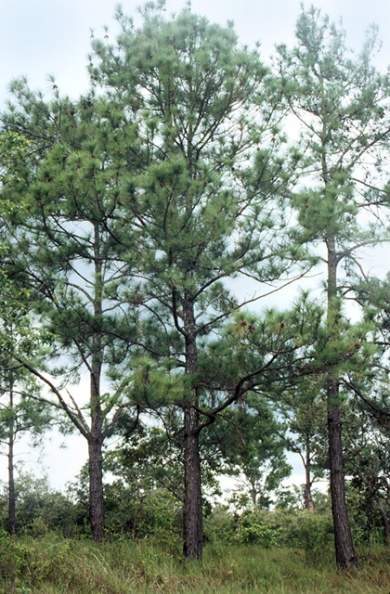 Pinus caribaea - EcuRed