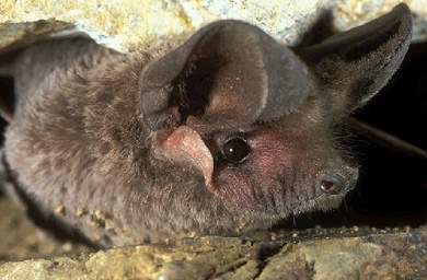 Murciélago rabudo - EcuRed