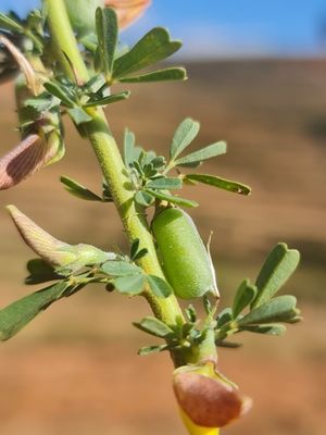 Crotalaria aculeata - EcuRed