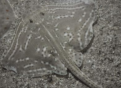 Raja microcellata - EcuRed