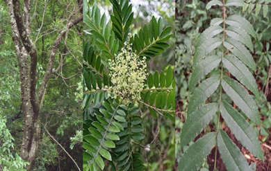 Zanthoxylum rhoifolium - EcuRed
