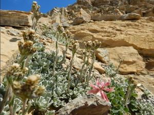 Antennaria aromatica - EcuRed