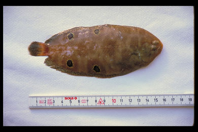 Microchirus ocellatus - EcuRed