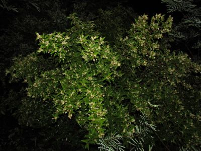 Croton glabellus - EcuRed