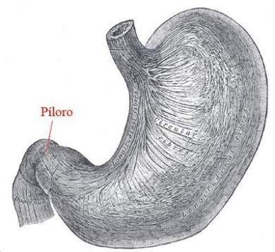 Píloro - EcuRed
