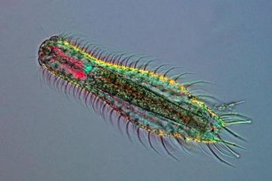 Phylum gastrotricha - EcuRed