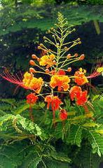 Quintana Roo - EcuRed
