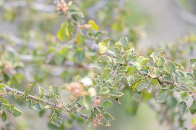 Croton socotranus - EcuRed