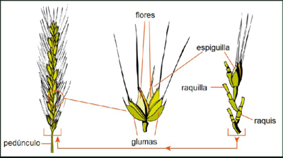 Espiguilla (botánica) - EcuRed