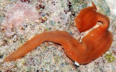 Gorgonorhynchus repens - EcuRed
