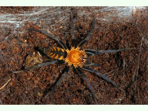 Linothele fallax - EcuRed