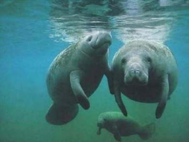 Manatí amazónico - EcuRed