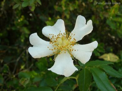 Rosa Sempervirens L. - EcuRed