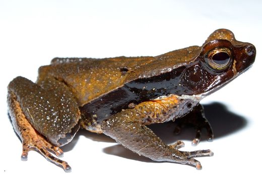 Sapo de piel lisa - EcuRed