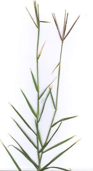 Cynodon dactylon - EcuRed
