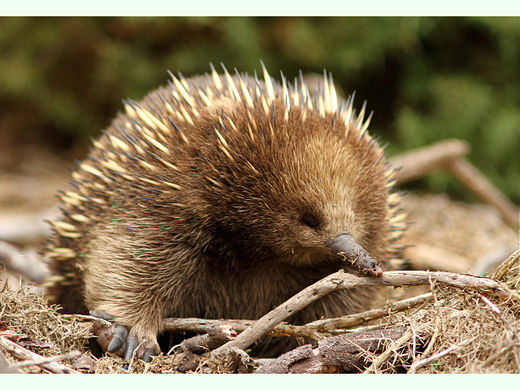 Equidna australiano - EcuRed