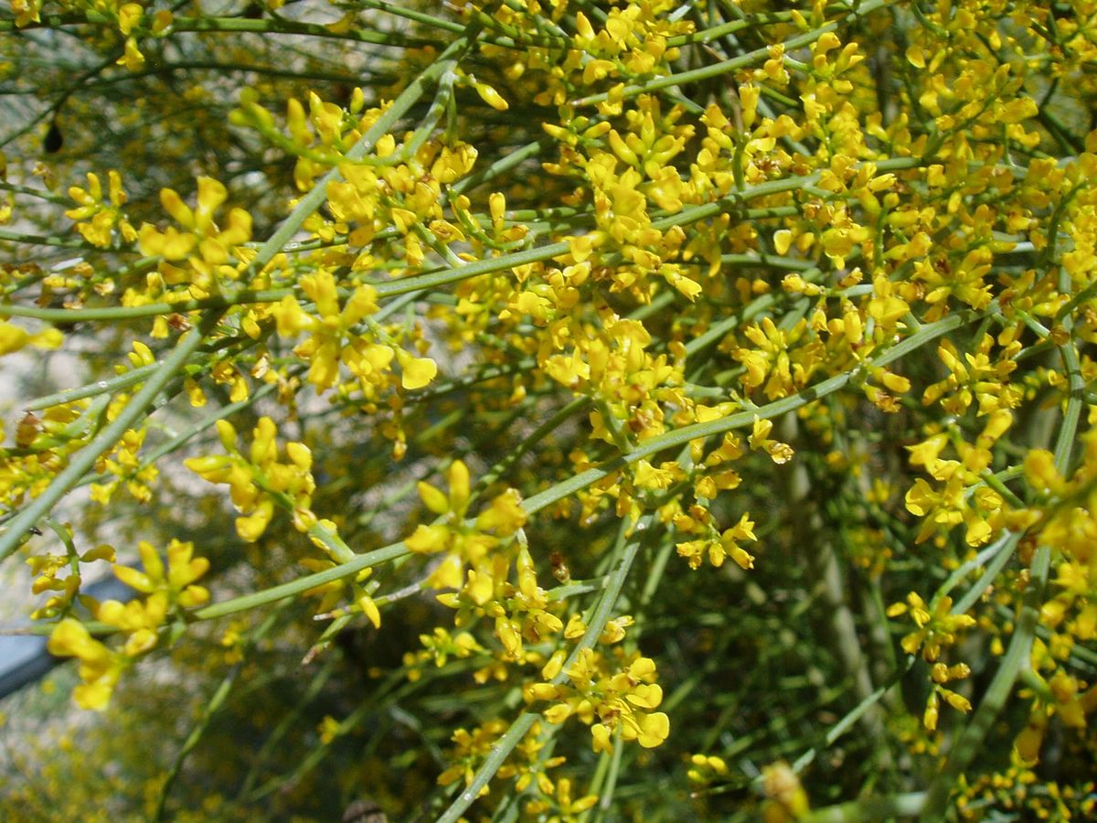 Retama sphaerocarpa - EcuRed