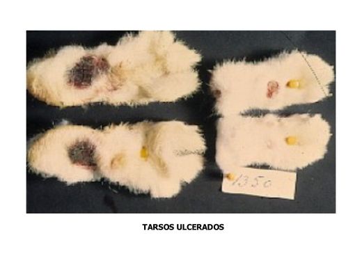 Pododermatitis en conejos - EcuRed