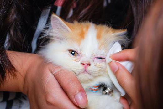 Conjuntivitis en gatos - EcuRed