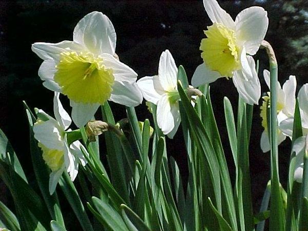 Narciso (Flor) - EcuRed